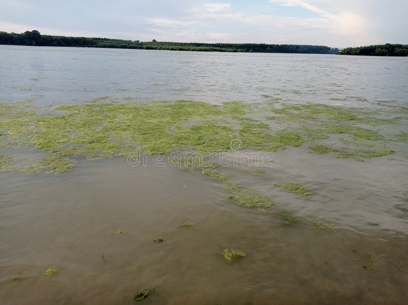 Green algae in the water stock photo. Image of ecology - 249734748