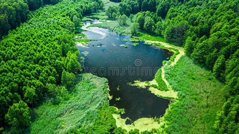 Green Algae on the River in Spring, Poland Stock Photo - Image of bloom ...