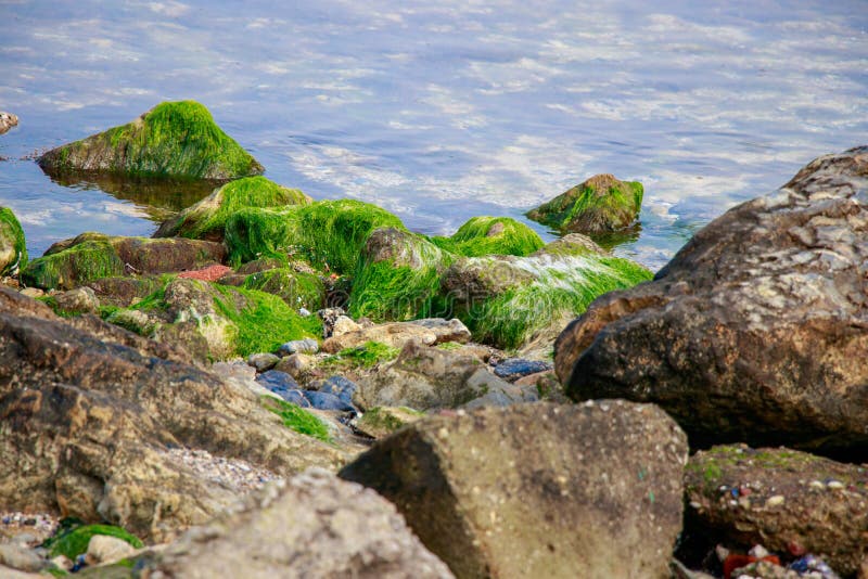 Rock With Green Algae In The Sea At Sunrise Stock Image - Image of rock ...