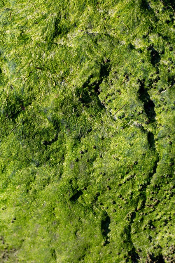 Lush Green Algae on Rock Texture Stock Photo - Image of seaweed, green ...