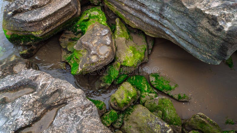 Green algae on the rocks stock image. Image of beauty - 138979795