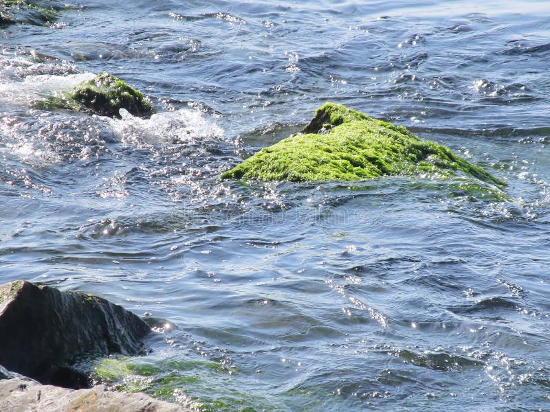 Green Algae on the Rocks in the Sea, Closeup of Photo Stock Photo ...