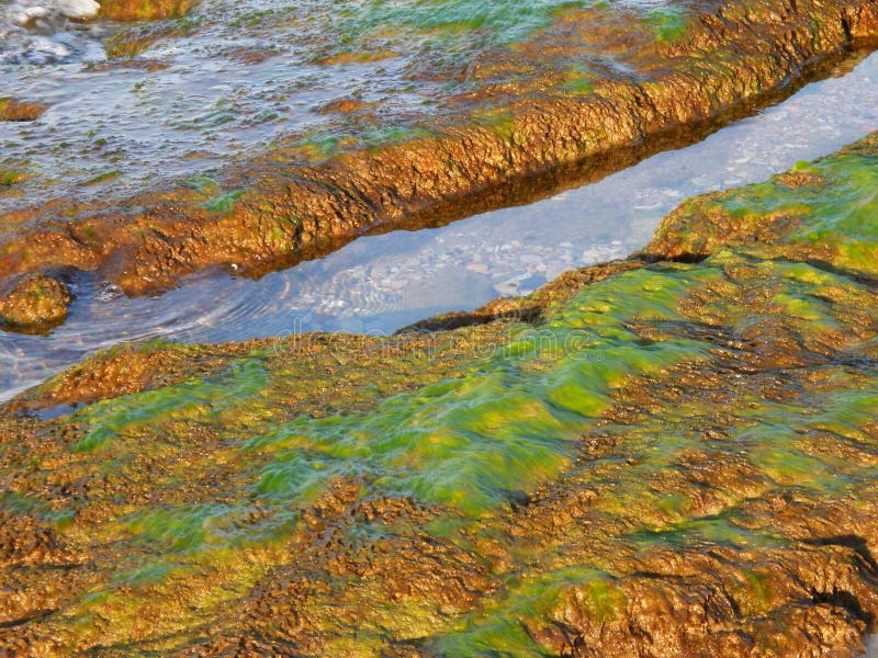 Green Algae on Rocks and Sea Water. Stock Photo - Image of shine, gold ...