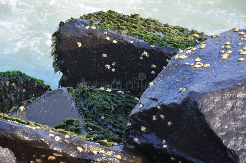 Green algae on Rocks stock photo. Image of seashore, green - 47812102