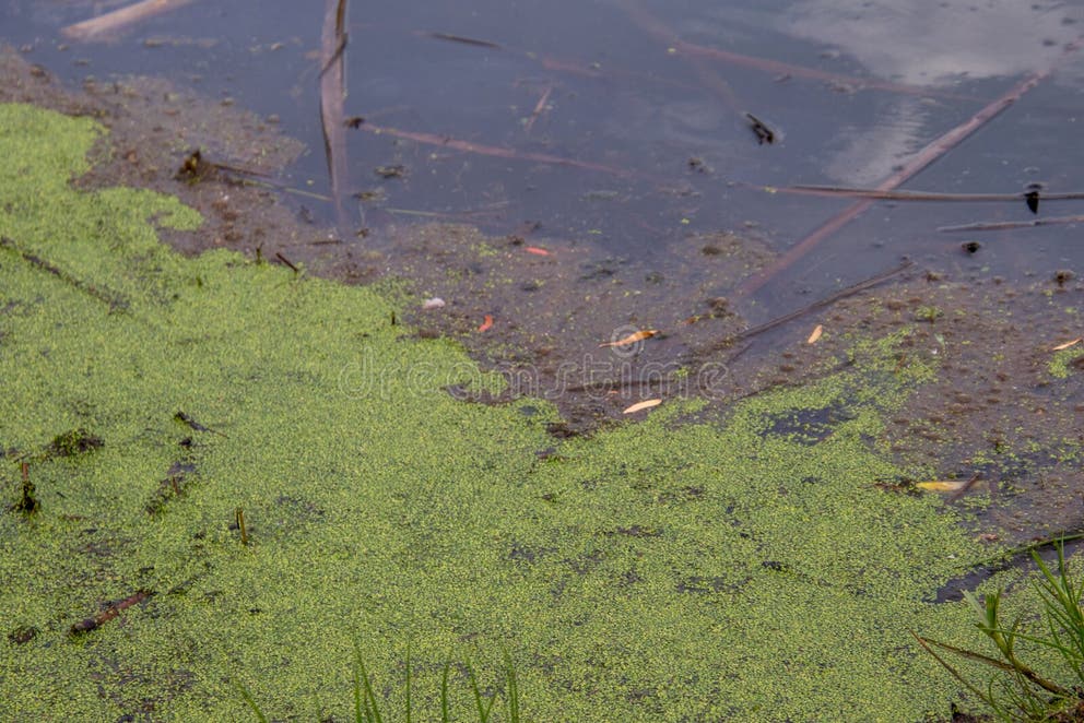 Algae and Plant Matter Float on the Edge of a Pond Stock Photo - Image ...