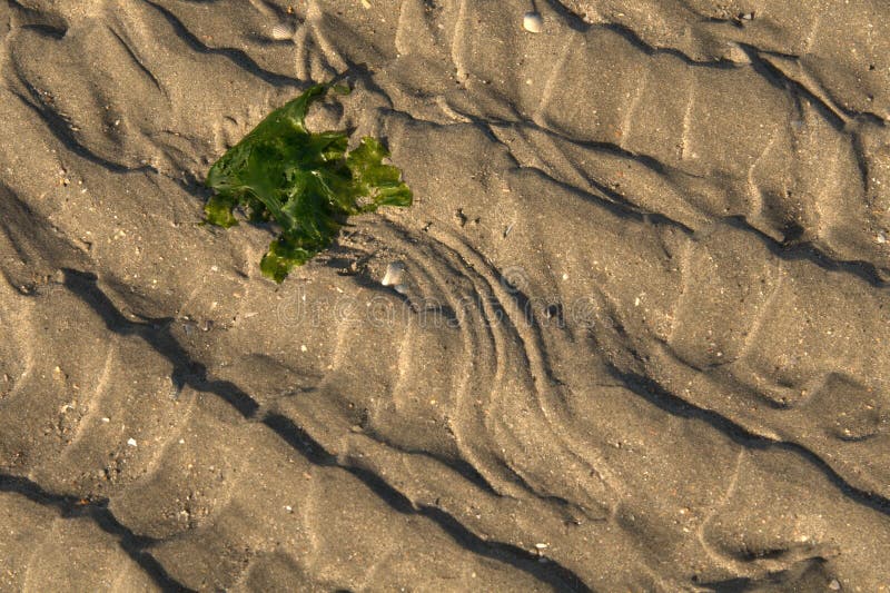 A Green Algae on the Sand Marked by the Retreat of the Tide Stock Photo ...