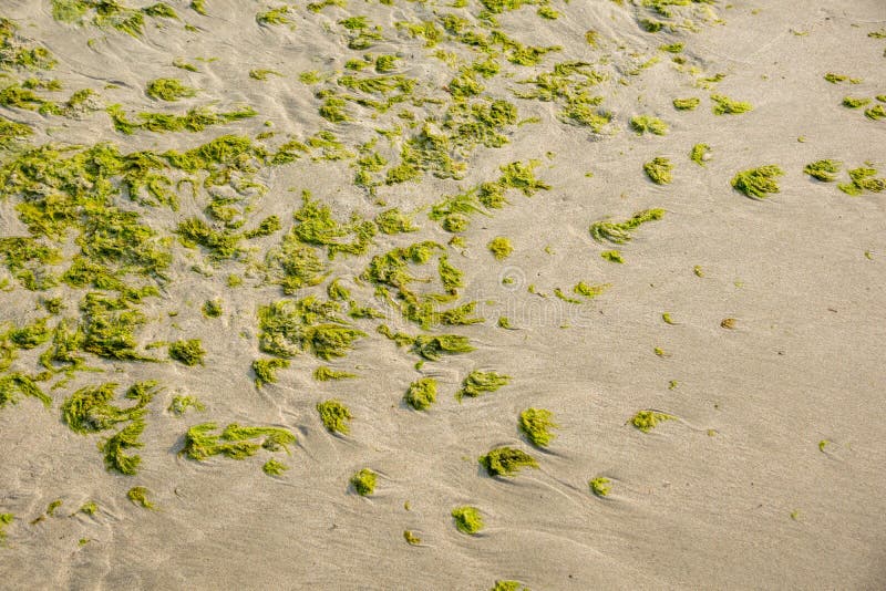 Green algae on sandy beach stock photo. Image of shore - 162982350