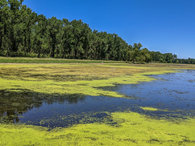 Algae and Scum Covered Lake in Forest Stock Photo - Image of scum, path ...
