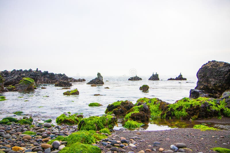 Green Algae on Sea Shore Rocks by the Beach in South Korea Stock Image ...