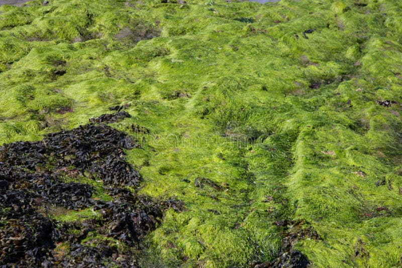 Green Algae and Seaweed on a Beach Stock Image - Image of marine, rocks ...