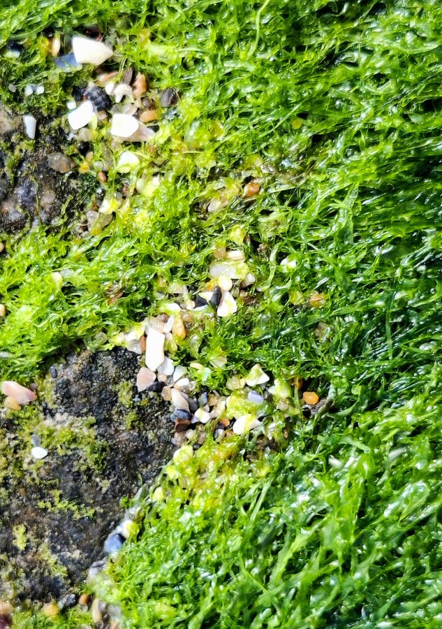 Green algae and shells. stock photo. Image of seaweed - 378439696