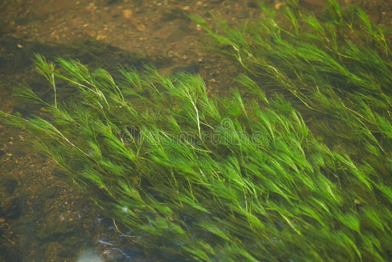 Green Algae and Stones in the River Floor Stock Photo - Image of ...