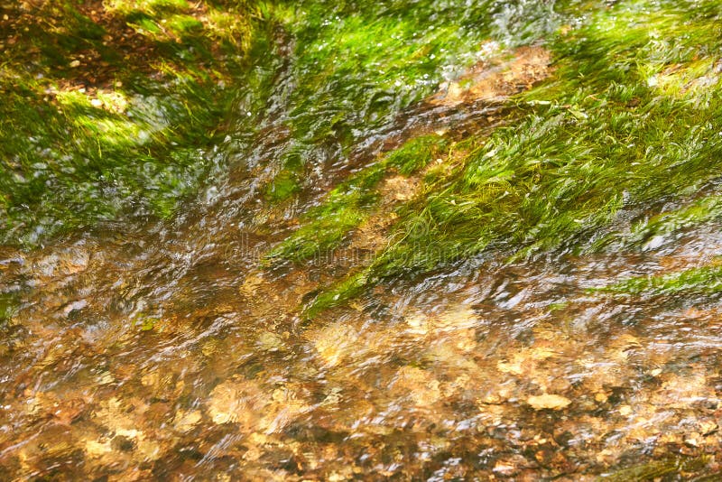 Green Algae and Stones in the River Floor Stock Photo - Image of ...