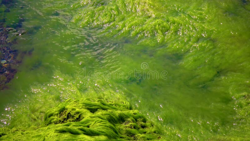 Green Algae on Stones and Rocks in the Coastal Zone, Black Sea Stock ...