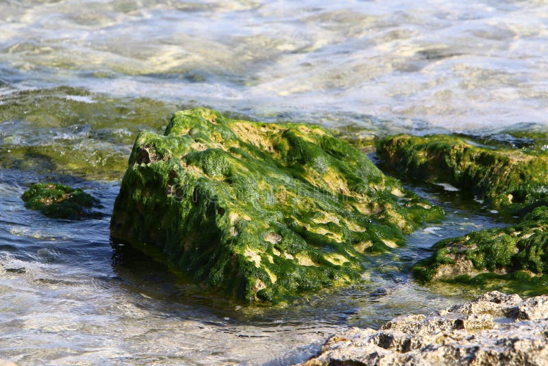 Green Algae on Stones by the Sea Stock Photo - Image of water, nature ...