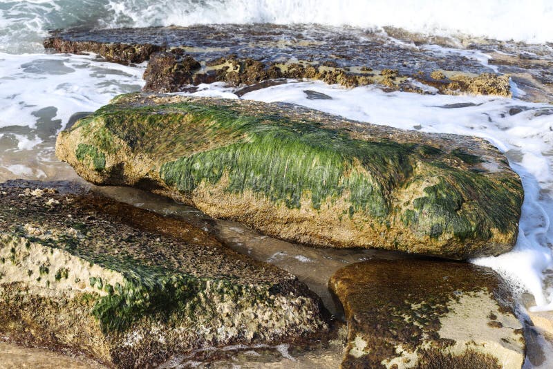 Green Algae on Stones by the Sea Stock Photo - Image of shore ...