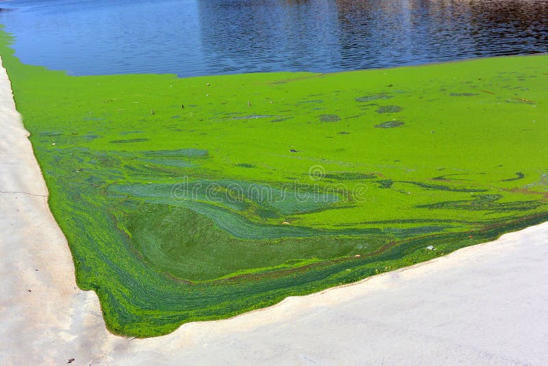 Green Algae on the Surface of an Artificial Reservoir Stock Image ...
