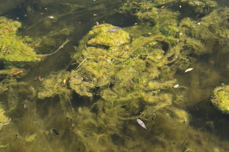 Green Algae on a Surface of a Pond on a Summer Day Stock Photo - Image ...