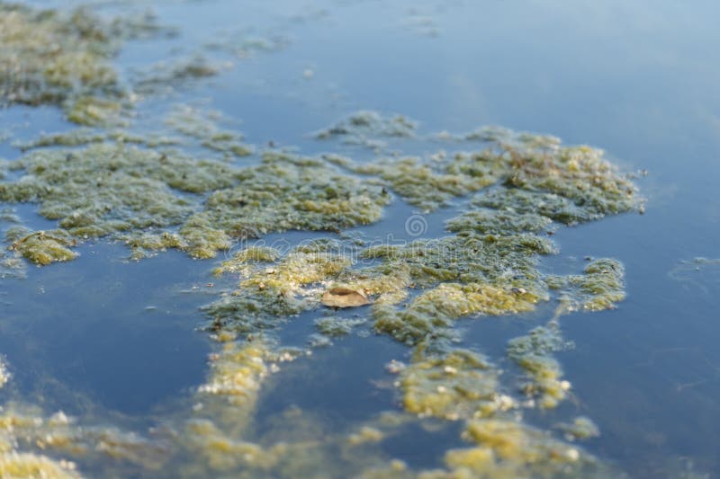 Green Algae on a Surface of a Pond on a Summer Day Stock Photo - Image ...