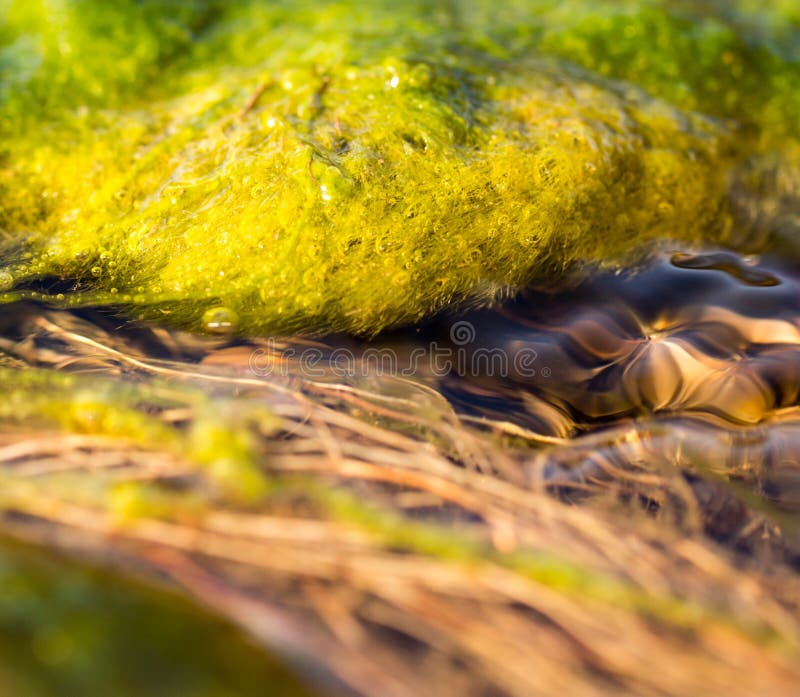 Green Algae on the Surface of the Stream Stock Photo - Image of ...