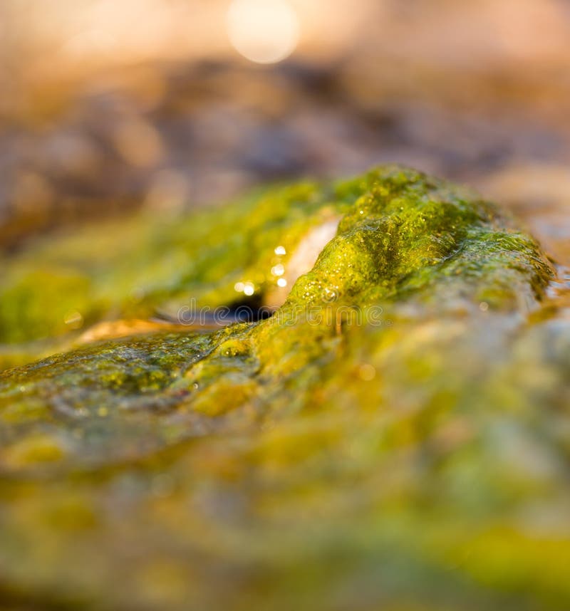 Green Algae on the Surface of the Stream Stock Photo - Image of wave ...
