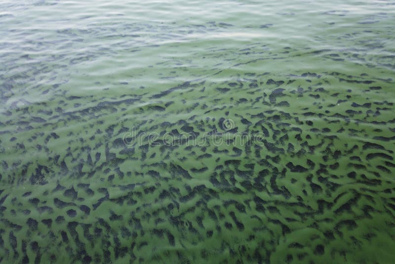 Green Algae on the Surface of the Water. Blooming Water As a ...