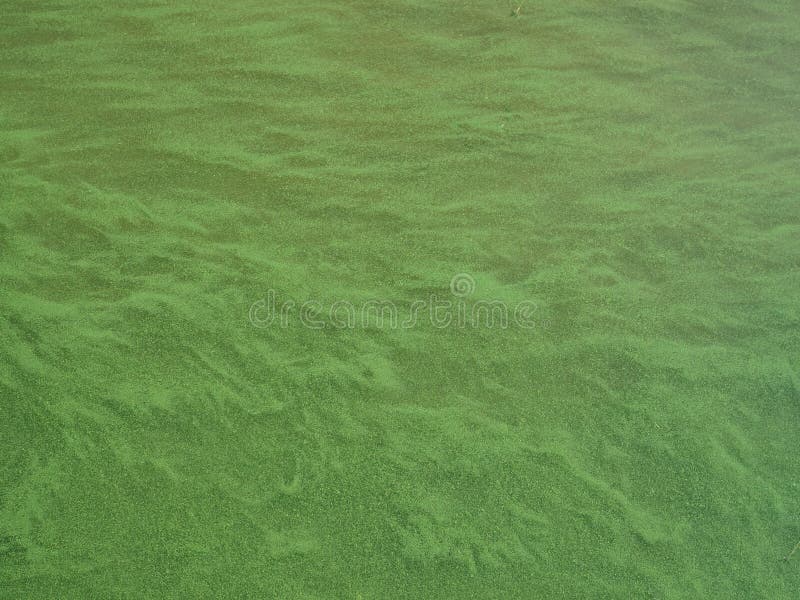 Green Algae on the Surface of the Water. Blooming Water As a ...