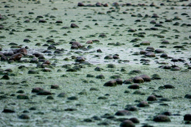 119 Gross Swamp Photos - Free & Royalty-Free Stock Photos from Dreamstime