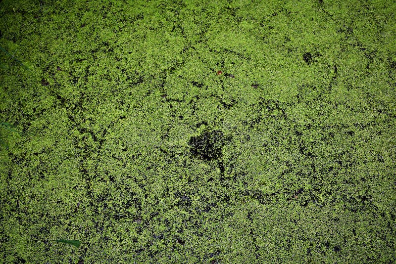 Green Algae Texture stock image. Image of slime, texture - 121606935