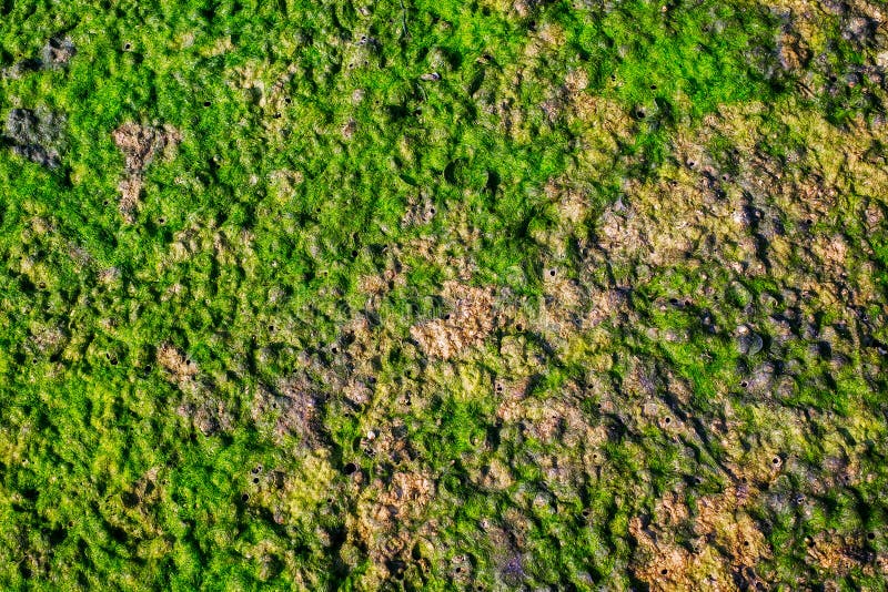 Green Algae Texture on Sand Beach Stock Image - Image of ocean, seaside ...