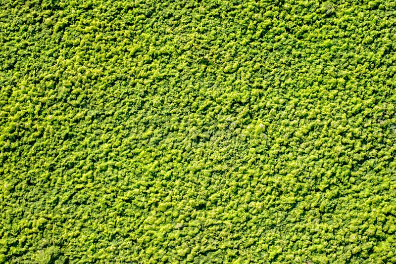 Green Algae Texture on Sand Beach Stock Image - Image of coastline ...