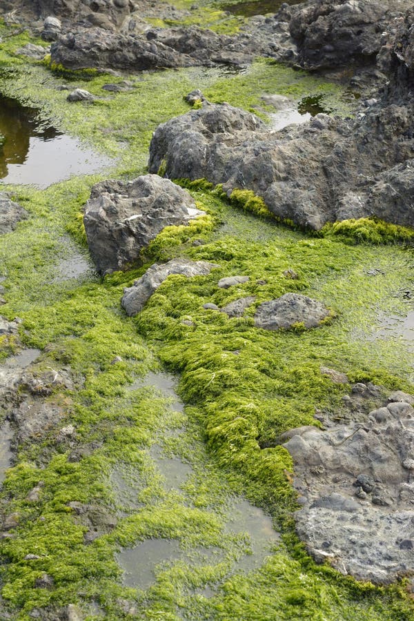 Rocks, Algae, and Shallow Water Stock Photo - Image of formations ...