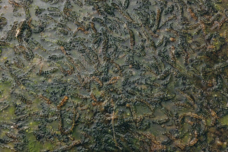 Green Algae Under Clear Water. Texture of Flooded Algae Underwater in a ...