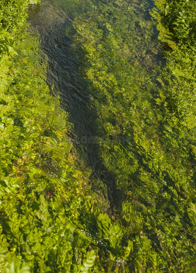 Green Algae Under Clear Water. Texture of Flooded Algae Underwater in a ...