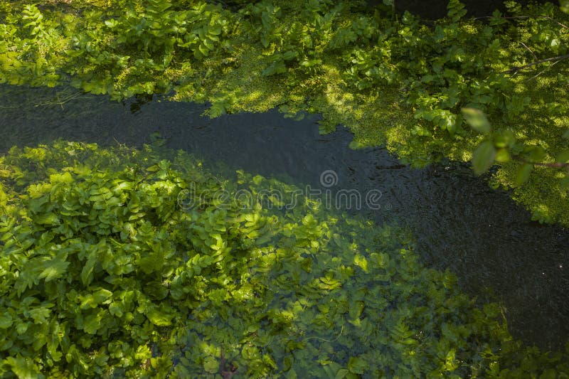 Green Algae Under Clear Water. Texture of Flooded Algae Underwater in a ...