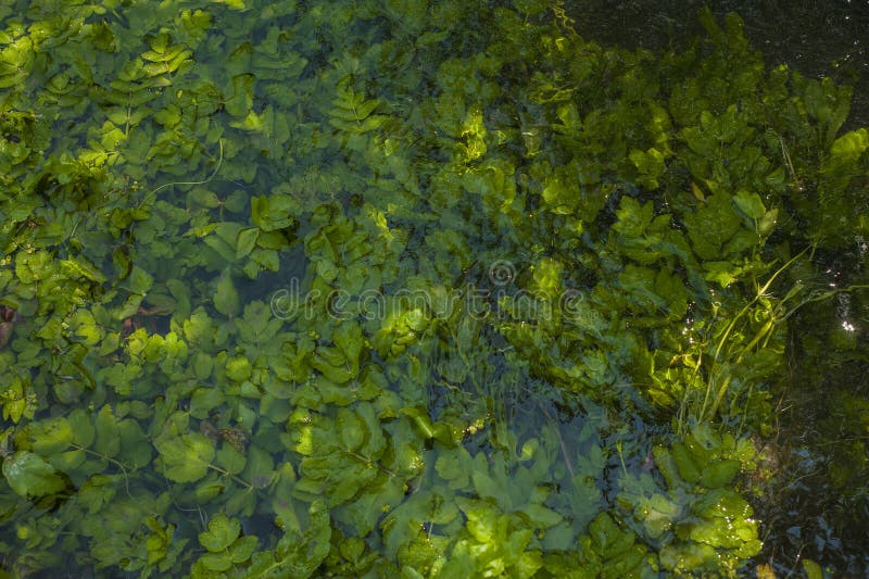 Green Algae Under Clear Water. Texture of Flooded Algae Underwater in a ...