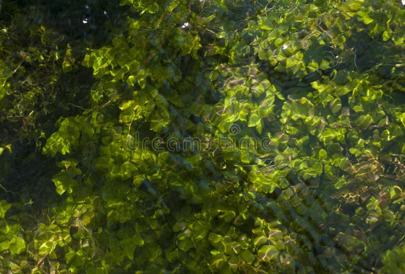 Green Algae Under Clear Water. Texture of Flooded Algae Underwater in a ...