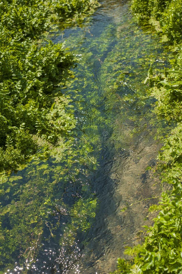 Green Algae Under Clear Water. Texture of Flooded Algae Underwater in a ...