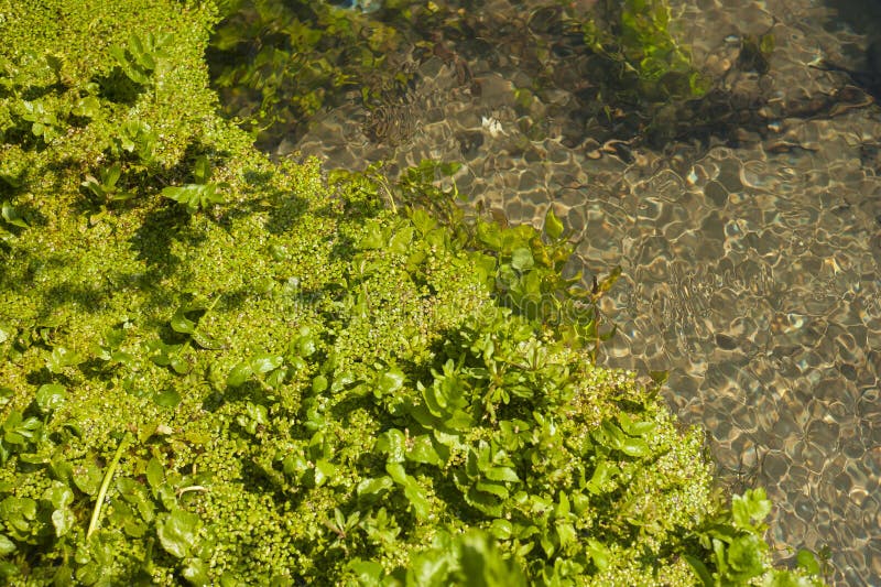 Green Algae Under Clear Water. Texture of Flooded Algae Underwater in a ...