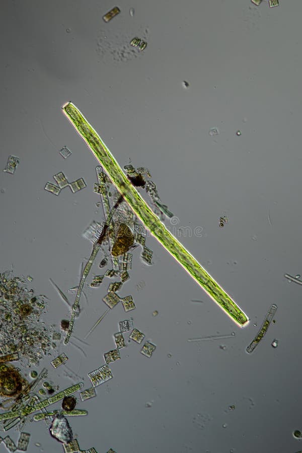 Green algae stock image. Image of microscopy, closeup - 224880551
