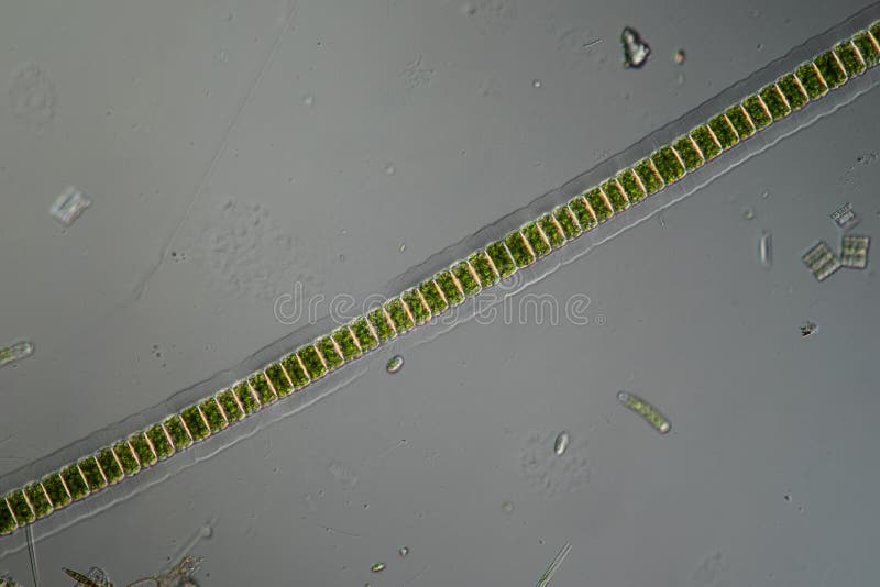 Red Algae Under the Microscope Stock Image - Image of meerwasser ...