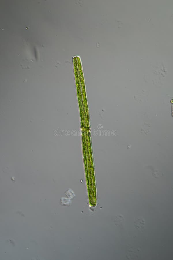 Red Algae Under the Microscope Stock Image - Image of macro, seawater ...