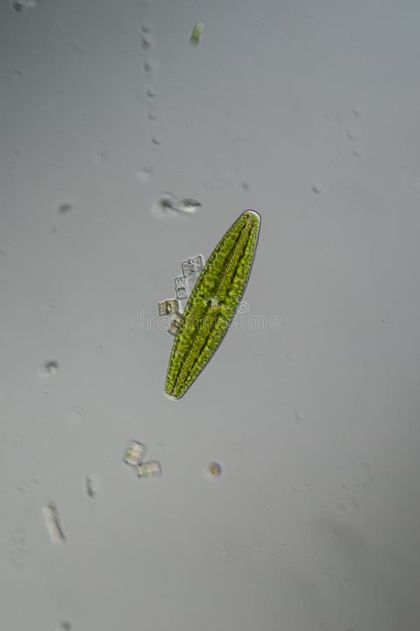Green algae stock image. Image of chloroplasts, nucleus - 224880603