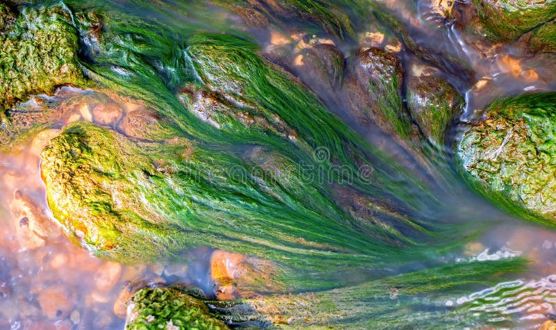 Green algae under water stock photo. Image of outdoor - 88680086