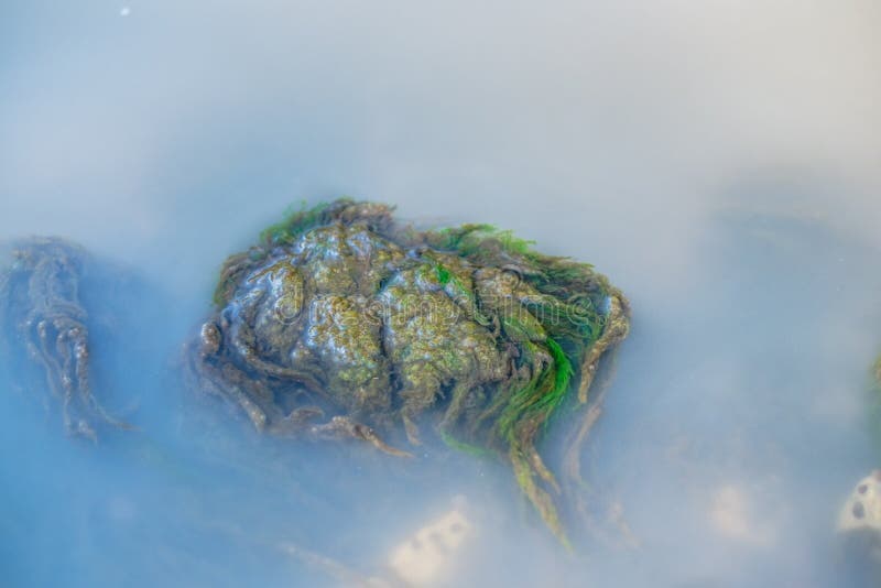 Green algae under water stock image. Image of river, pool - 92122301