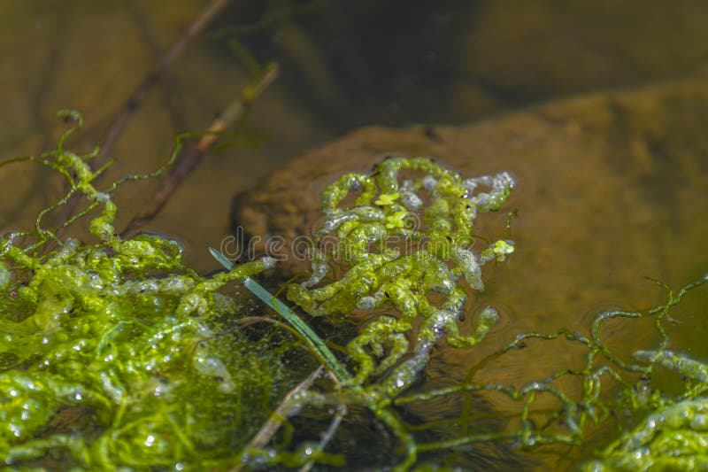 Green Algae Under Water on Pond in South Moravia Stock Image - Image of ...