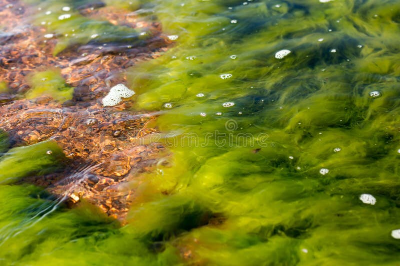 Green Algae Under Water with a Stone Bottom Stock Image - Image of ...