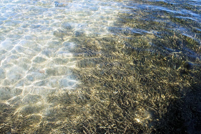 Green Algae Under Water on the White Sand. Stock Image - Image of algae ...