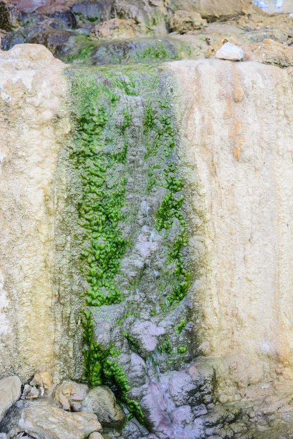 Green algae wall stock image. Image of algae, slimy, natural - 74427747