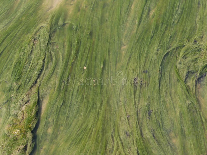 Green algae in water stock image. Image of green, plant - 99198863